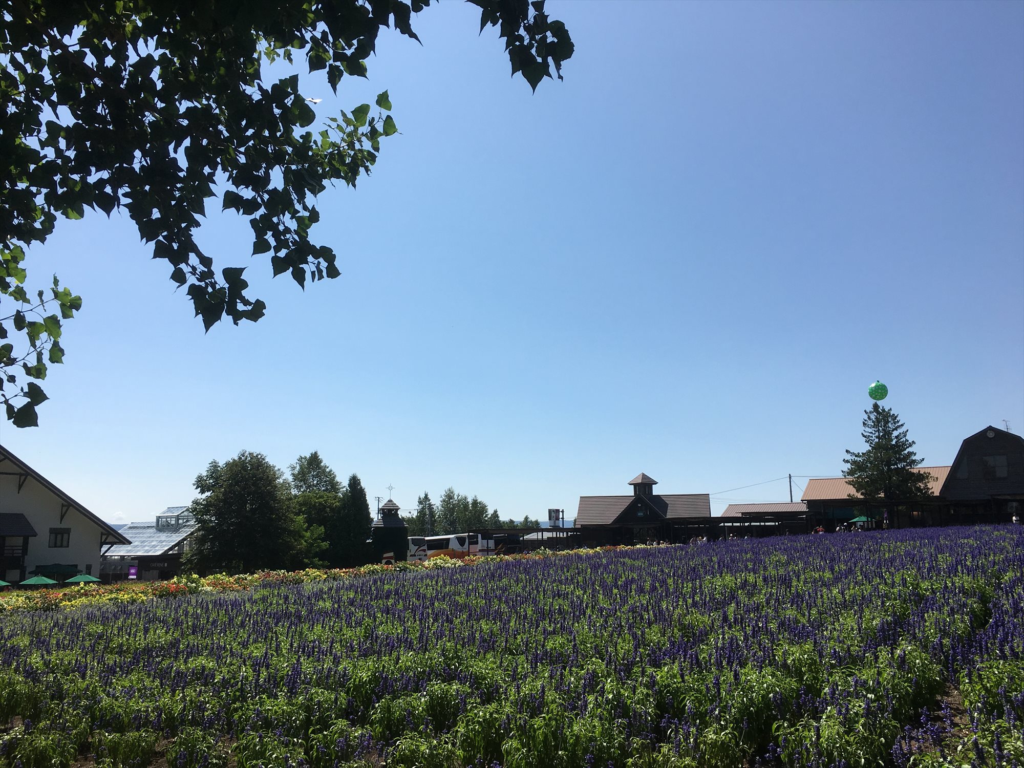 Flower Farm | Lavender Furano - Flower farm in Furano